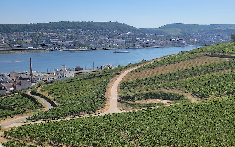 Rhine Bike Tour: Mainz to Cologne Adventure